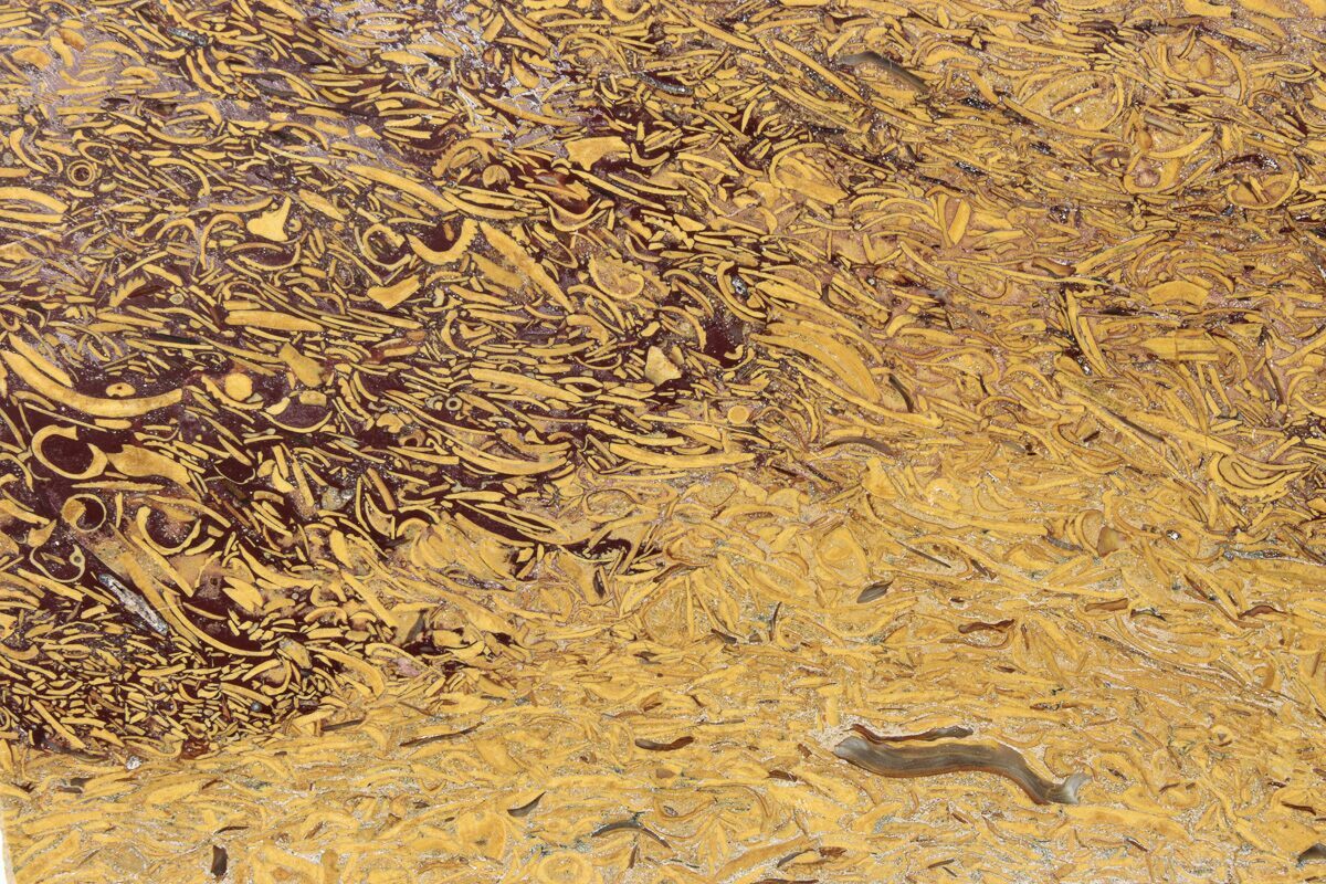 5.65" Polished Coquina (Fossil Shells) Jasper Slab - India (#248057 ...