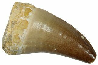 6" Mosasaur (Prognathodon) Tooth - Composite Root (#121328) For Sale ...