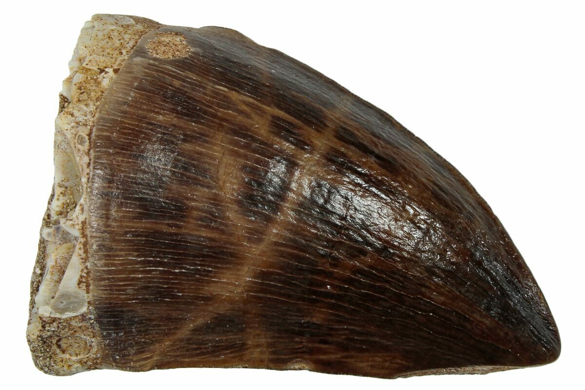 1.62" Fossil Mosasaur (Prognathodon) Tooth - Morocco (#247915) For Sale ...