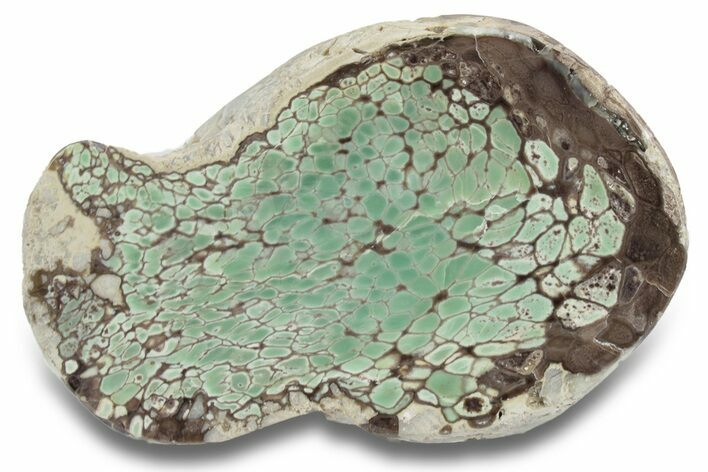 2.75" Polished Pastel Green Variscite Section - Amatrice Hill, Utah ...