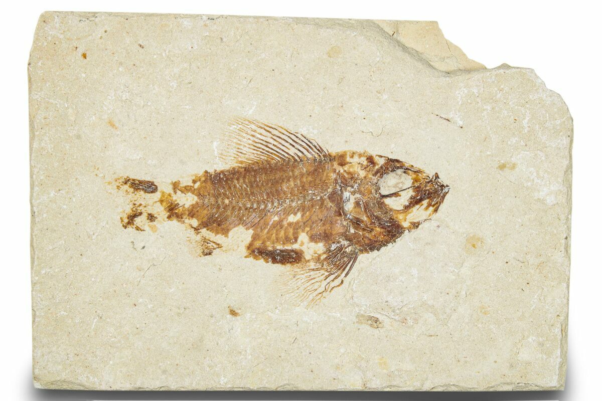 1.95" Cretaceous Fossil Fish (Ctenothrissa) - Lebanon (#248331) For ...