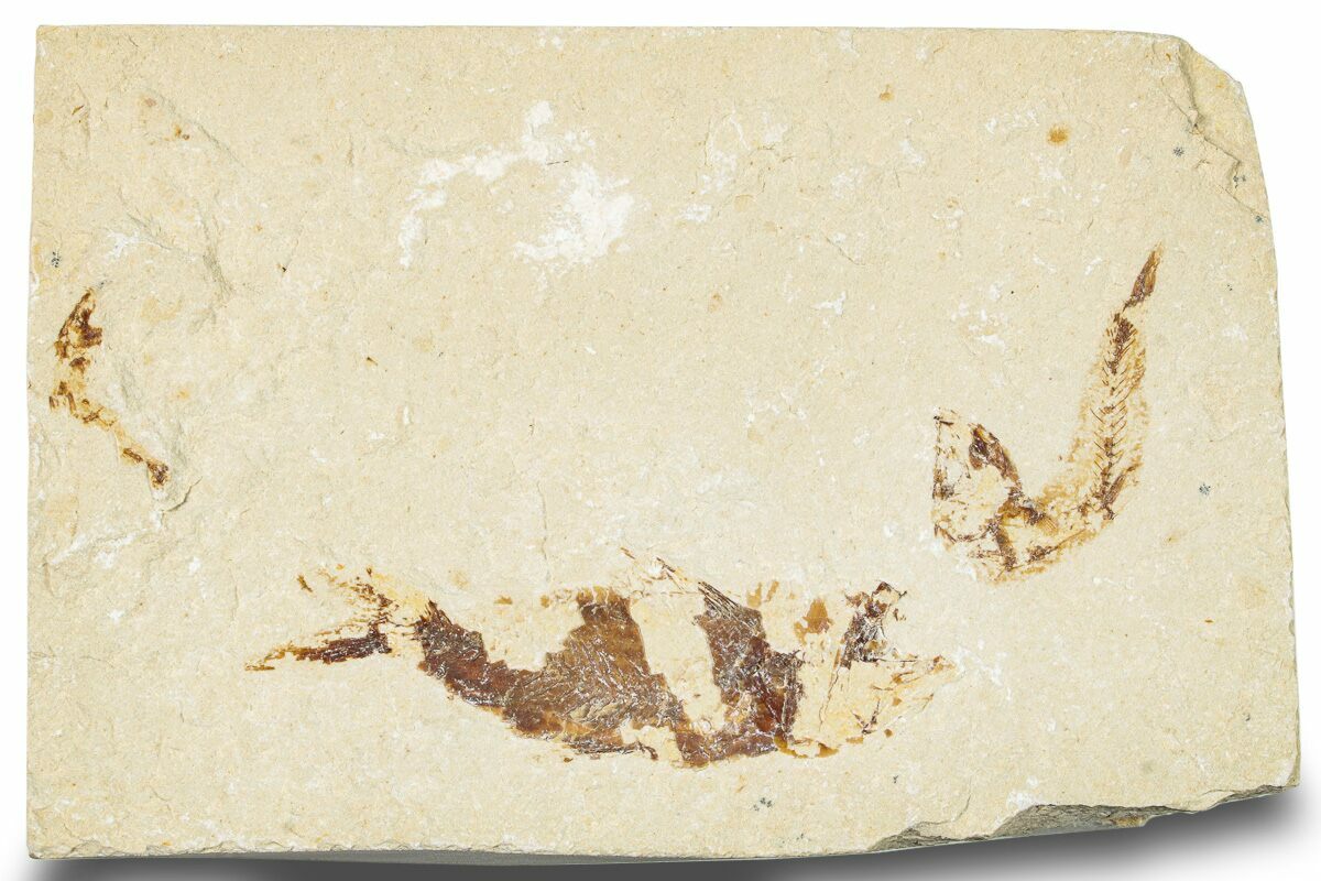 Two Cretaceous Fossil Fish Plate - Lebanon (#248433) For Sale ...