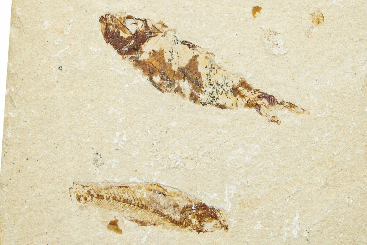 Two Cretaceous Fossil Fish Plate - Lebanon (#248458) For Sale ...