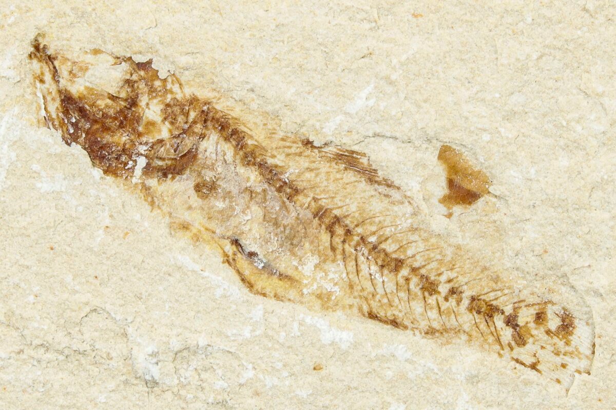 Two Cretaceous Fossil Fish Plate - Lebanon (#248458) For Sale ...