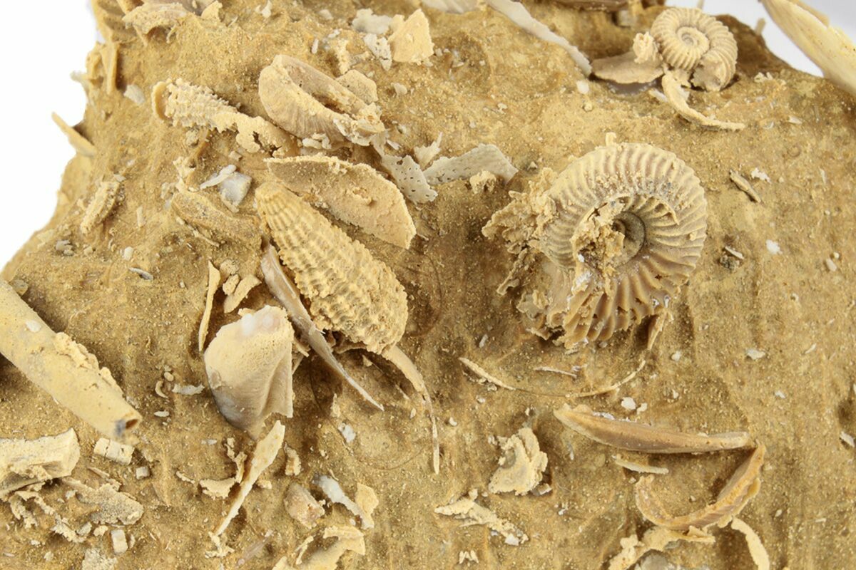 3.7" Miniature Fossil Cluster (Ammonites, Echinoderms) - France ...