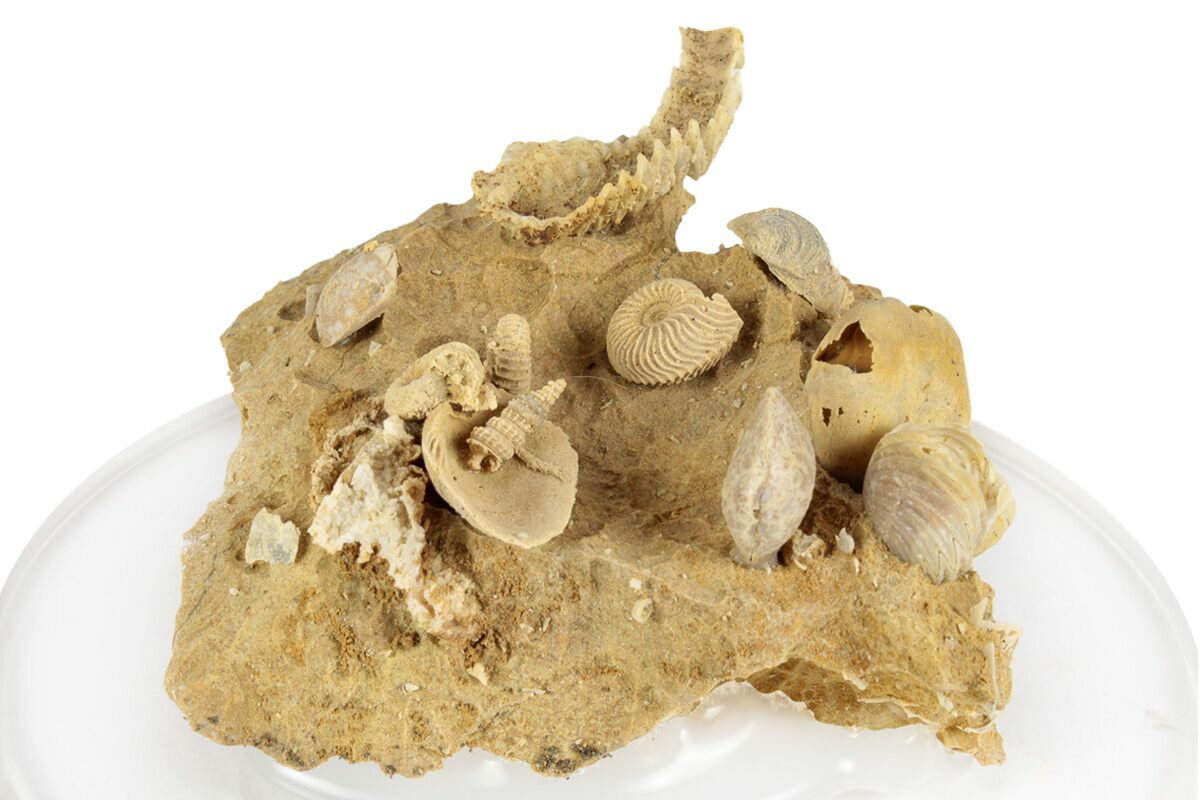 2.7" Miniature Fossil Cluster (Ammonites, Echinoderms) - France ...