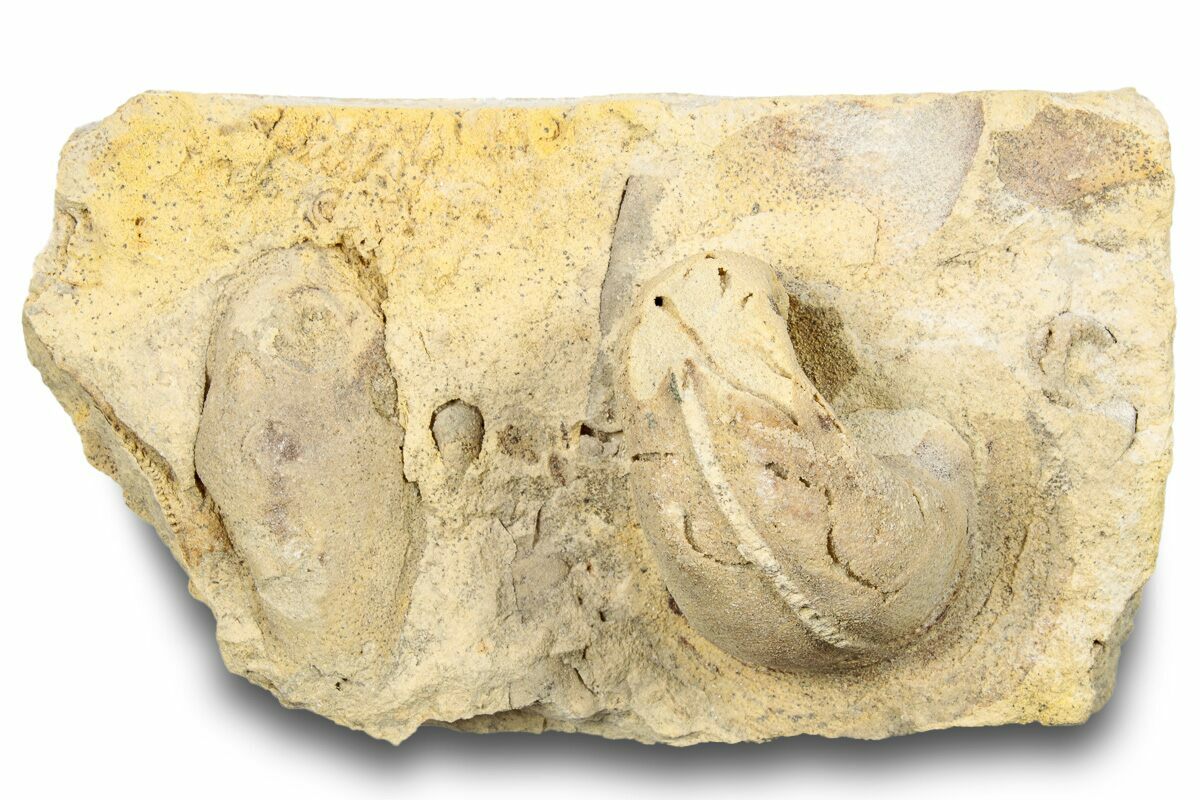 3.6" Ordovician Marine Fossil Association - Wisconsin (#248563) For ...