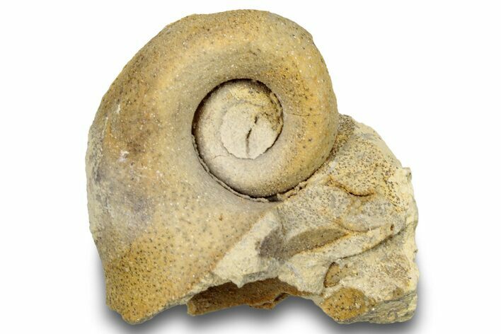 1.45" Ordovician Gastropod (Salpingostoma) Fossil - Wisconsin (#248578 ...