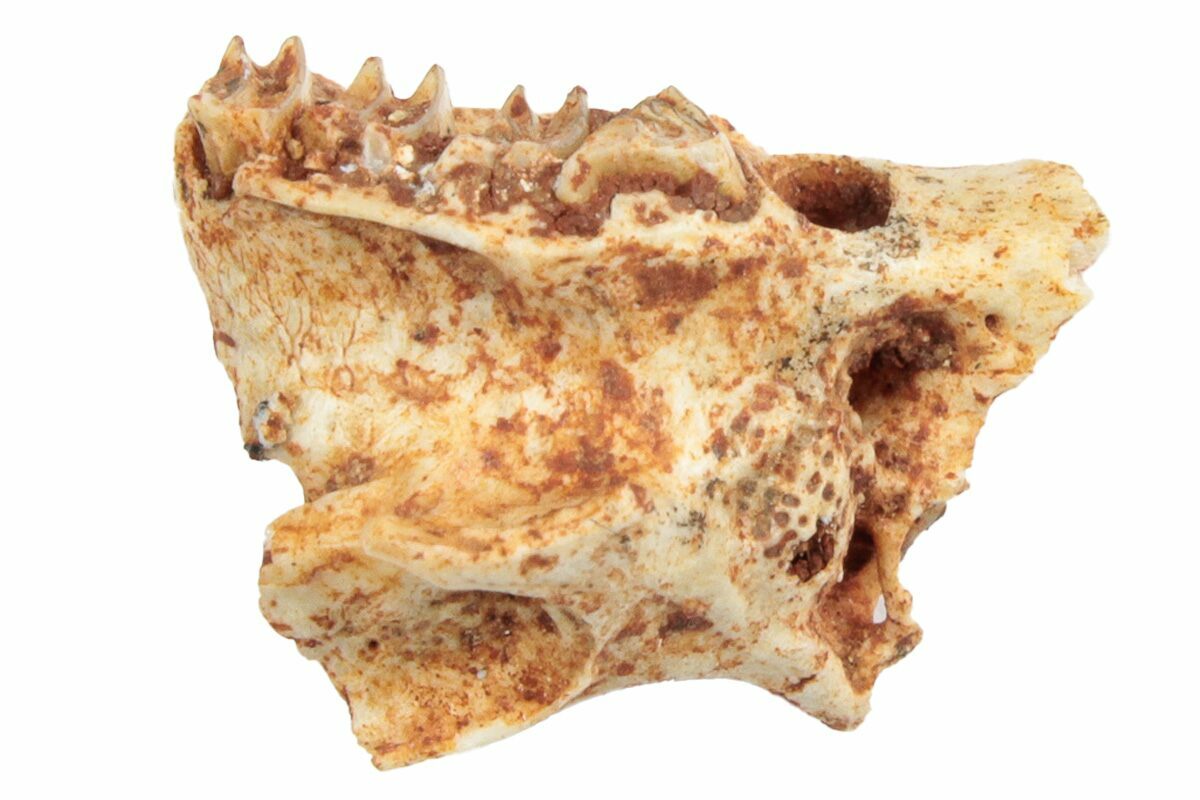.41" Miocene Fossil Pika (Prolagus) Maxilla Section - France (#248686 ...