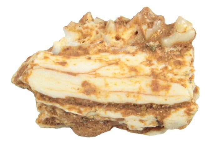 .31" Eocene Fossil Primate (Necrolemur) Jaw Section - France (#248688 ...