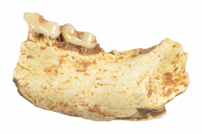 .47" Eocene Fossil Primate (Necrolemur) Jaw Section - France (#248690 ...
