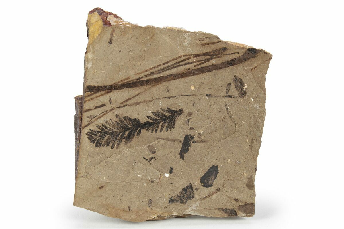 2.7" Fossil Plant (Metasequoia, Pinus) Plate - McAbee, BC (#248910) For ...