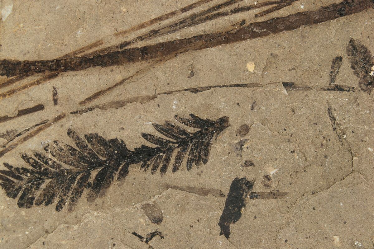 2.7" Fossil Plant (Metasequoia, Pinus) Plate - McAbee, BC (#248910) For ...