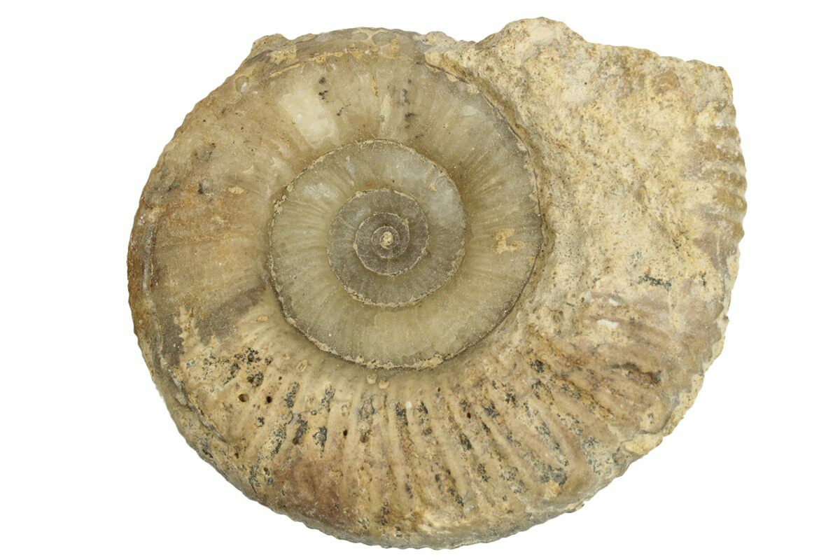 1.7" Toarcian Ammonite (Dumortieria) Fossil - Germany (#249037) For ...