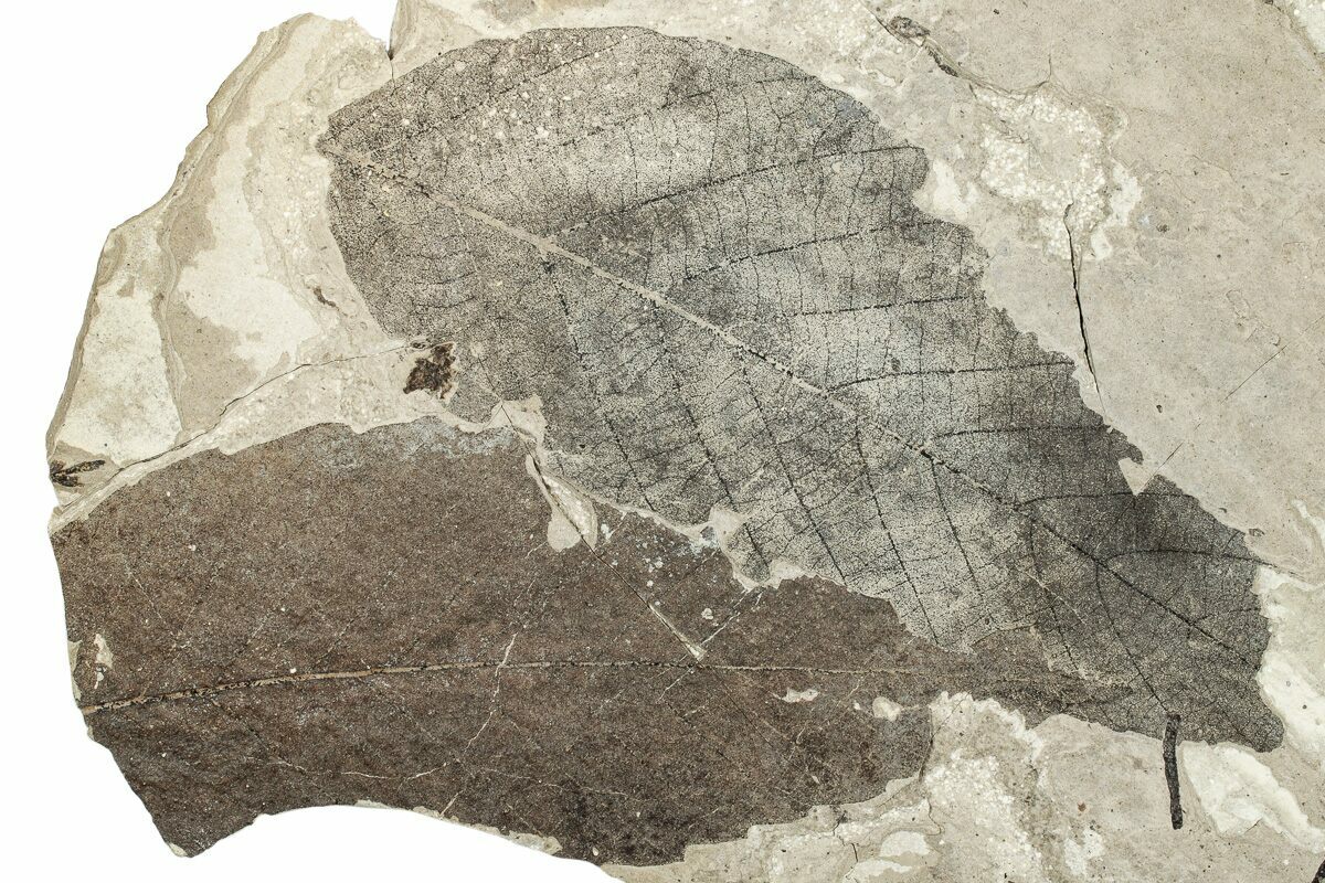 7.8" Fossil Plant (Fagus) Plate - McAbee, BC (#248978) For Sale ...