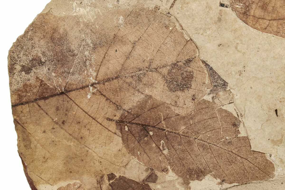 5.5" Fossil Plant (Fagus) Plate - McAbee, BC (#249013) For Sale ...