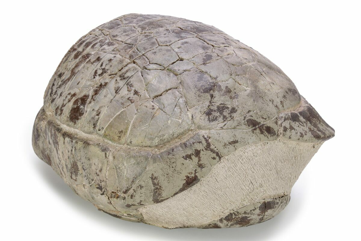 7.2" Inflated Fossil Tortoise (Stylemys) - South Dakota (#249239) For ...