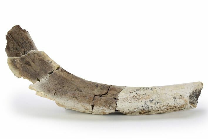 10.7" Hadrosaur (Edmontosaurus) Rib Bone Section - Montana (#246627 ...