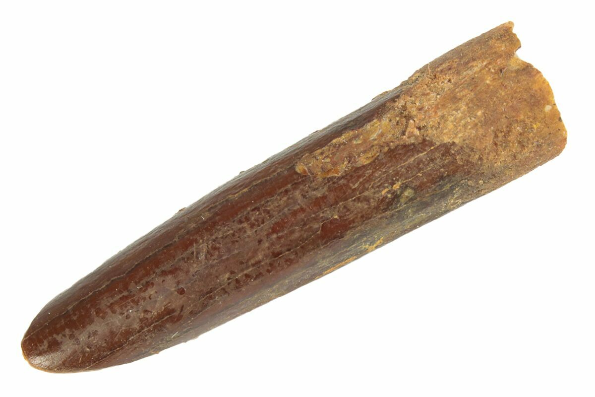 .91" Fossil Sauropod Dinosaur (Rebbachisaurus) Tooth - Morocco (#248840 ...