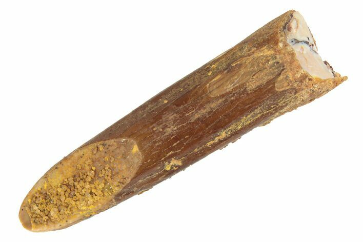 .91" Fossil Sauropod Dinosaur (Rebbachisaurus) Tooth - Morocco (#248840 ...
