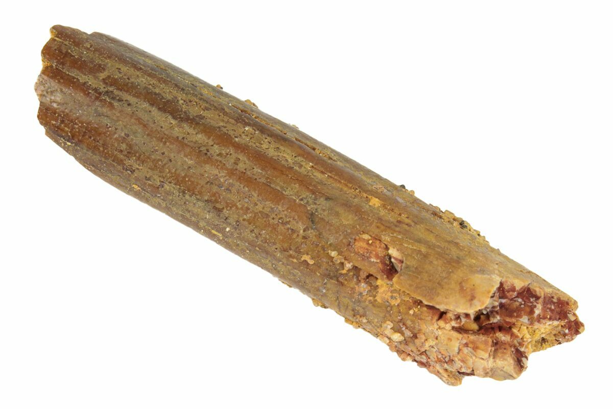 .93" Fossil Sauropod Dinosaur (Rebbachisaurus) Tooth - Morocco (#248844 ...