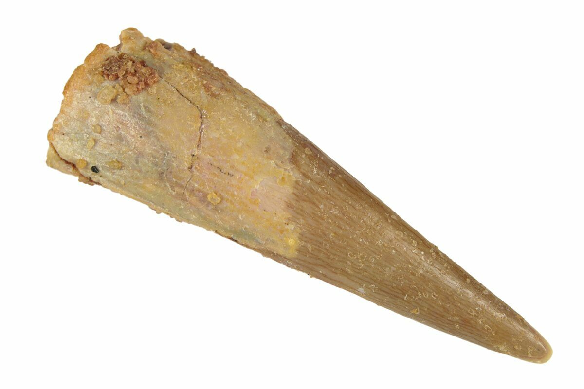 .88" Fossil Pterosaur (Siroccopteryx) Tooth - Morocco (#248925) For ...