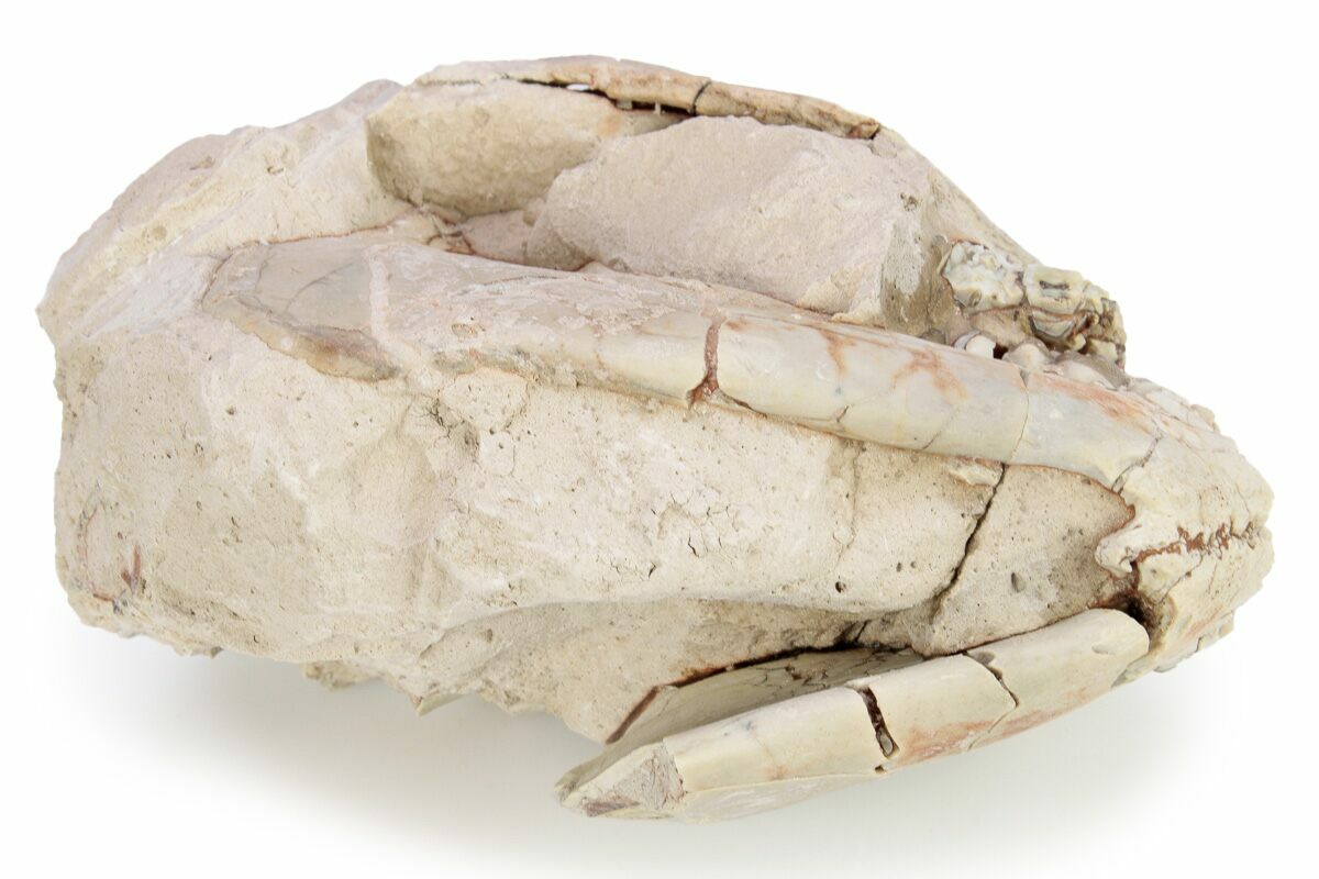 Bargain, 3.9" Fossil Oreodont (Leptauchenia) Skull - South Dakota ...