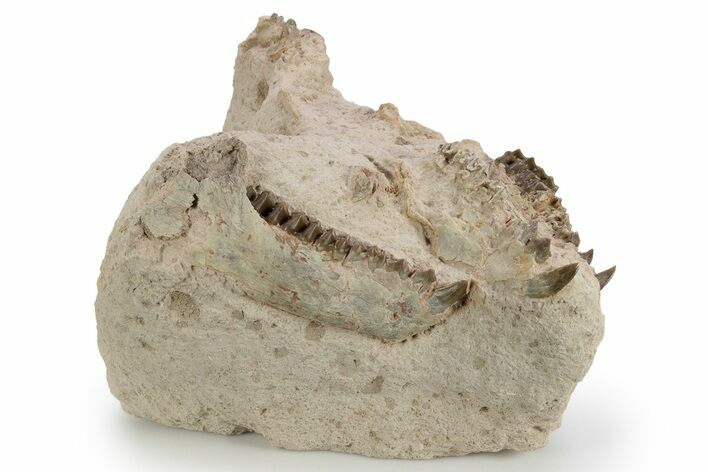 Fossil Oreodont (Merycoidodon) Disarticulated Skull -South Dakota ...