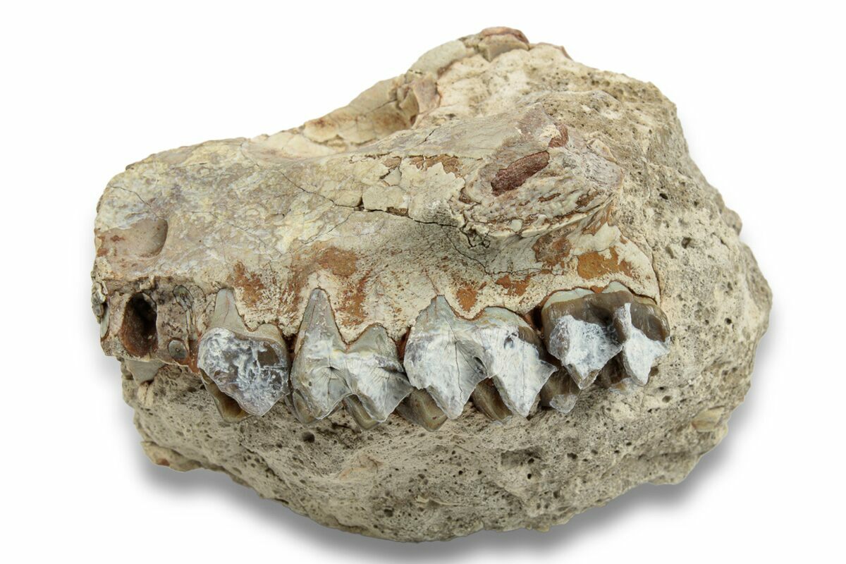 2.8" Unprepared Fossil Oreodont (Merycoidodon) Partial Skull (#249286 ...