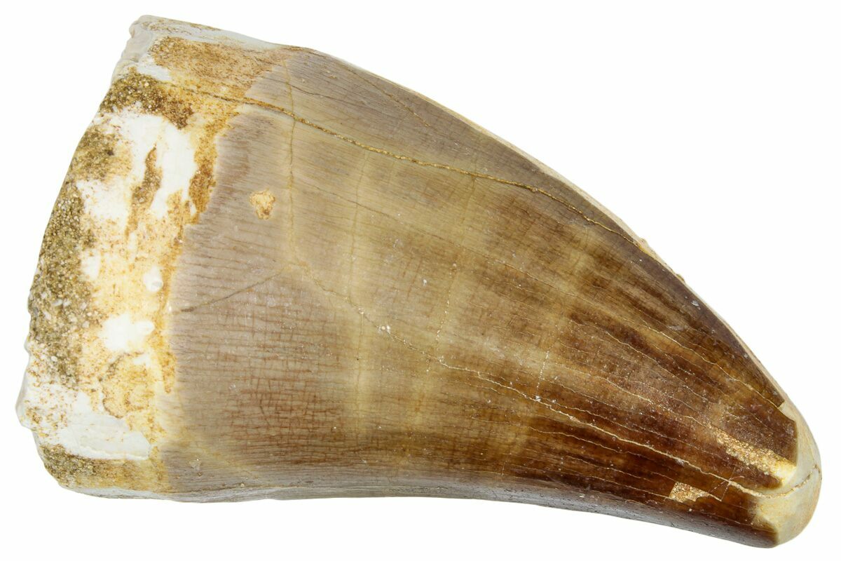 1.95" Fossil Mosasaur (Prognathodon) Tooth - Morocco (#249804) For Sale ...