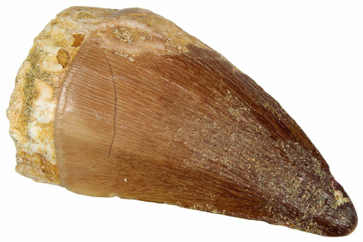 1.99" Fossil Mosasaur (Prognathodon) Tooth - Morocco (#249833) For Sale ...