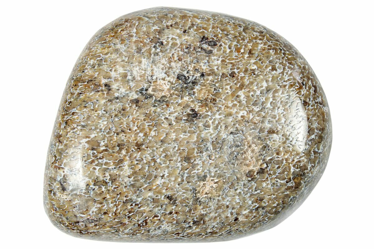 2" Polished Dinosaur Bone (Gembone) - Morocco (#250084) For Sale ...