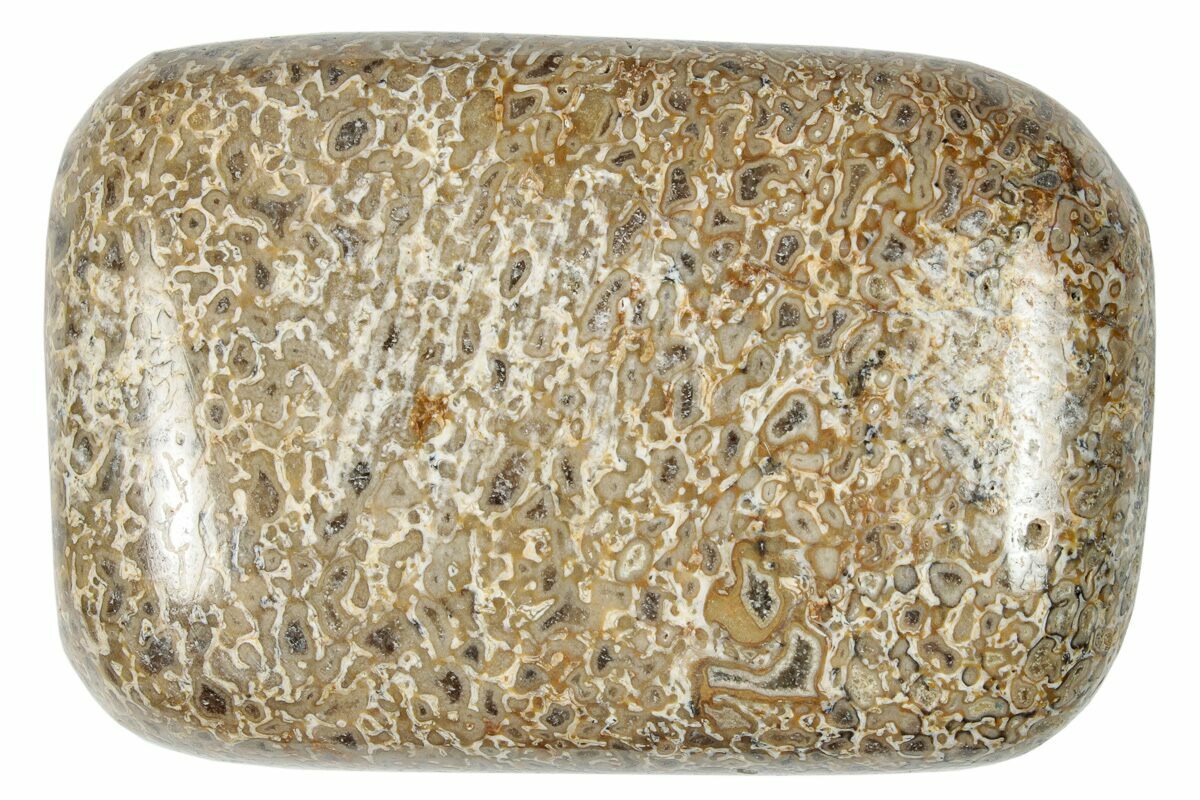 1.9" Polished Dinosaur Bone (Gembone) - Morocco (#250087) For Sale ...