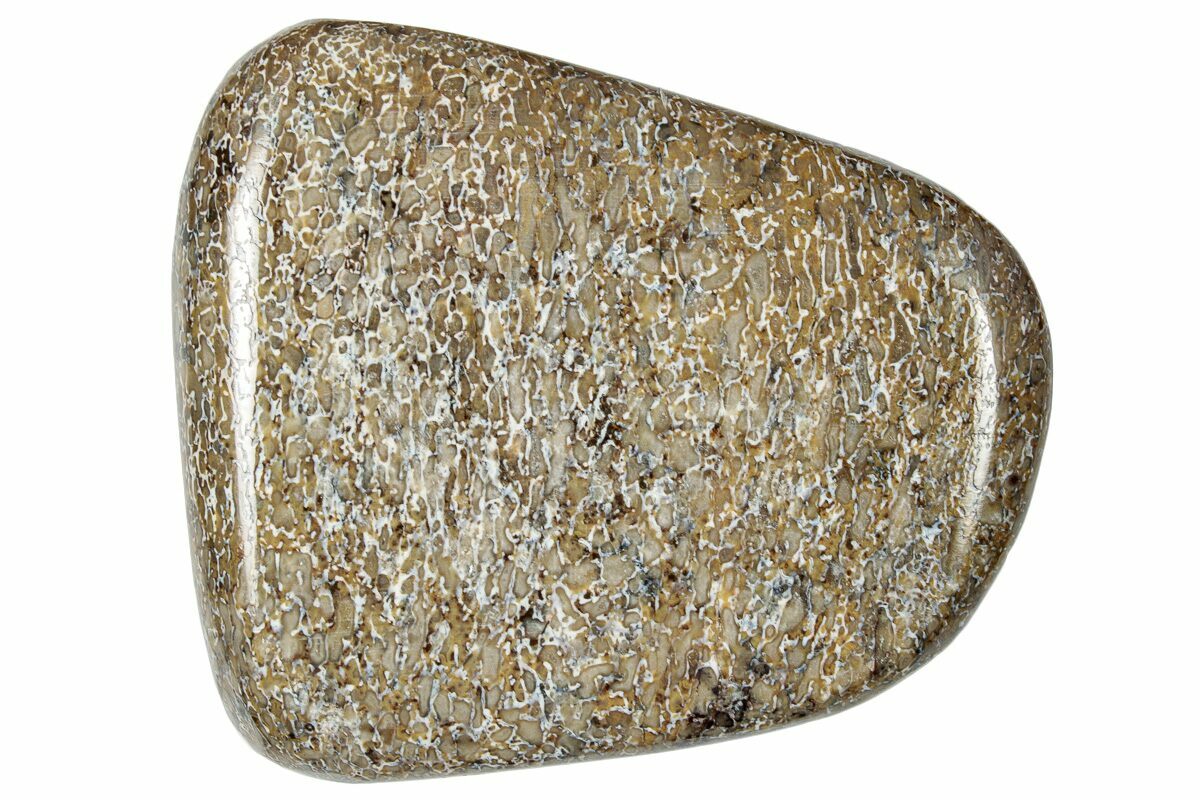 2.25" Polished Dinosaur Bone (Gembone) - Morocco (#250113) For Sale ...