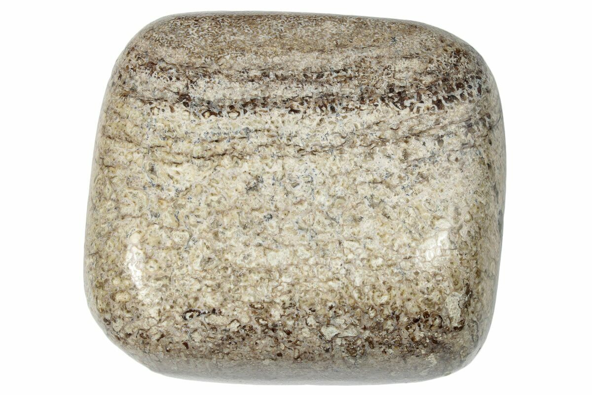 1.65" Polished Dinosaur Bone (Gembone) - Morocco (#250114) For Sale ...