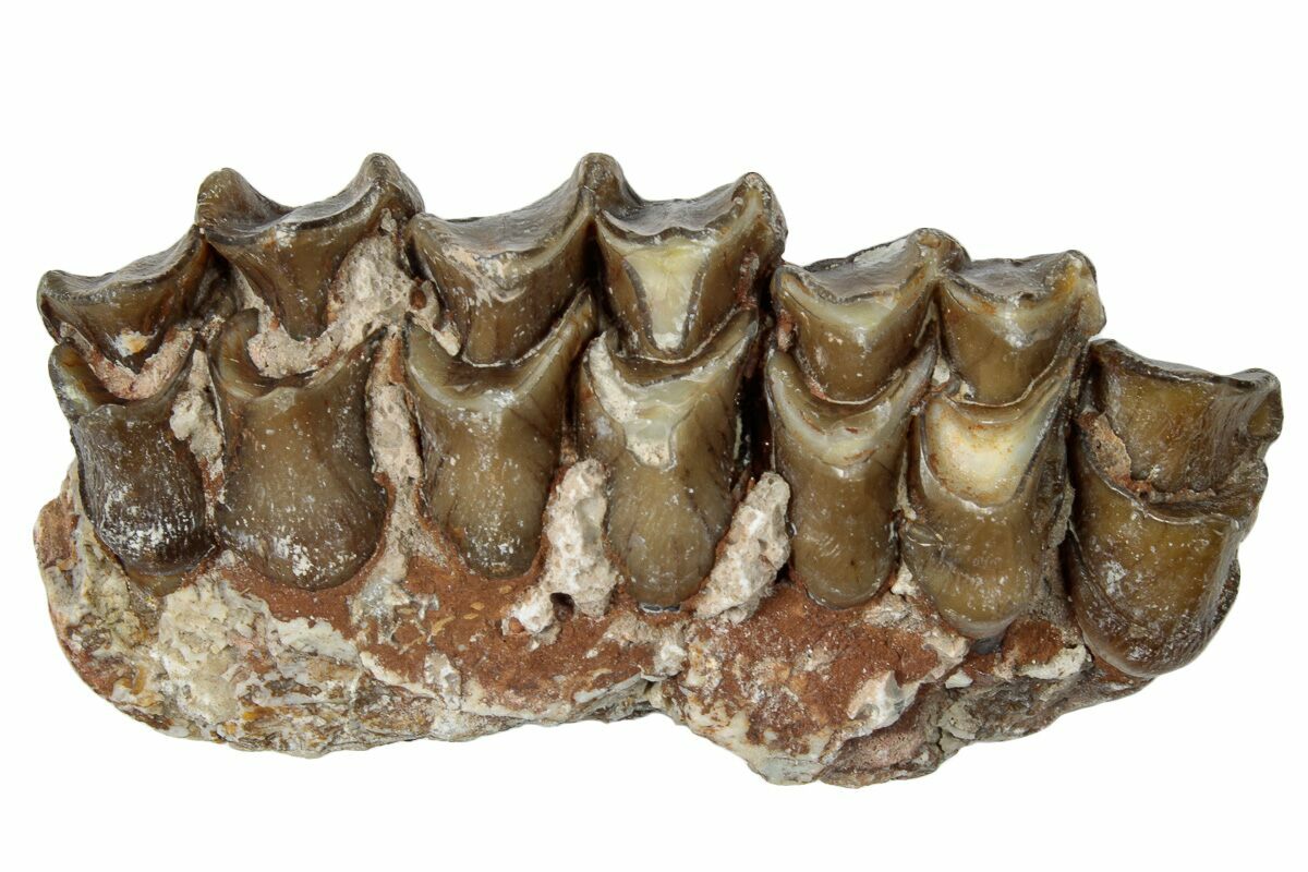 2" Oreodont (Merycoidodon) Jaw Section - South Dakota (#250125) For ...