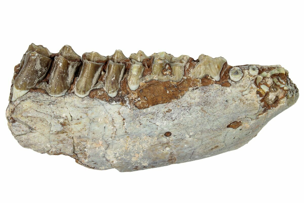 2.75" Oreodont (Merycoidodon) Jaw Section - South Dakota (#250152) For ...
