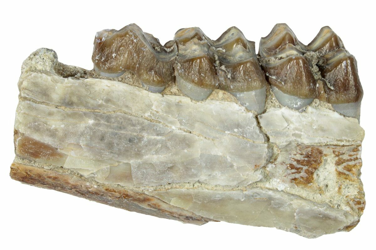 1.65" Oreodont (Merycoidodon) Jaw Section - South Dakota (#250155) For ...