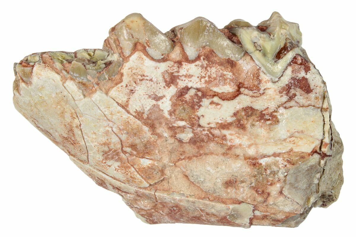 1.65" Oreodont (Merycoidodon) Jaw Section - South Dakota (#250158) For ...