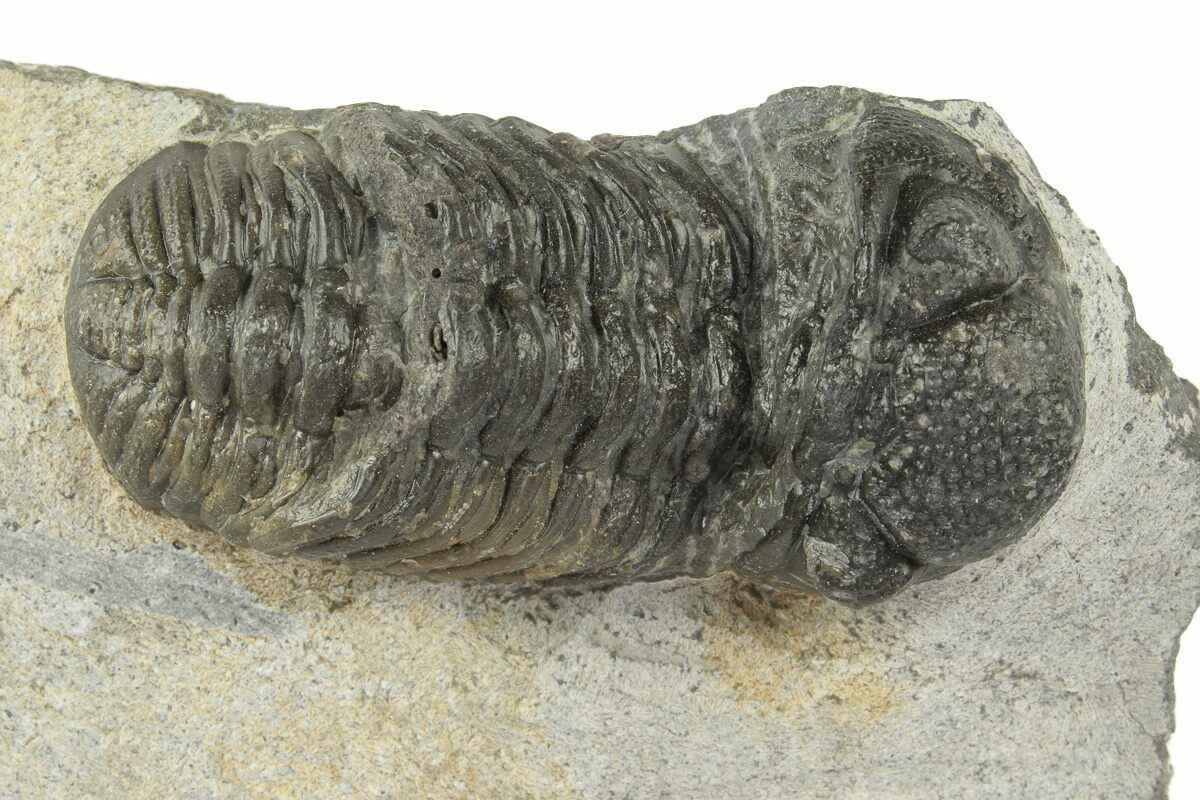 Bargain, 2.4" Morocops Trilobite - Ofaten, Morocco (#249935) For Sale ...