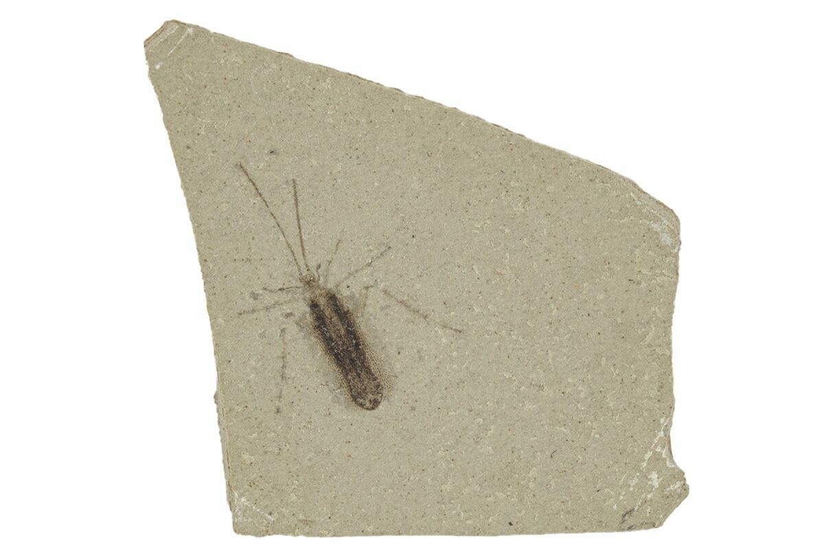 .7" Fossil True Bug (Hemiptera) - Green River Formation, Colorado ...