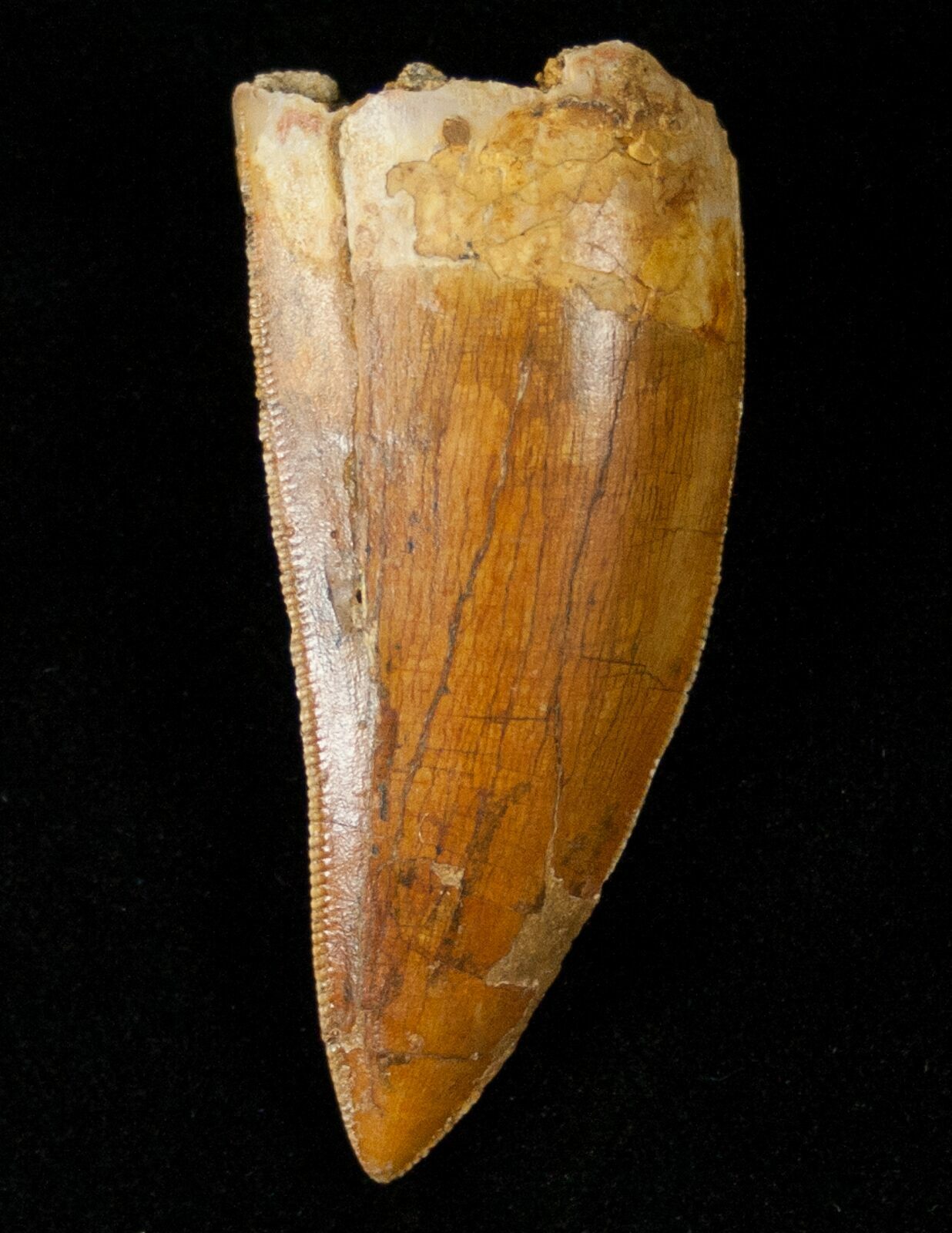 Thick 2.11" Carcharodontosaurus Tooth For Sale (#14802) - FossilEra.com