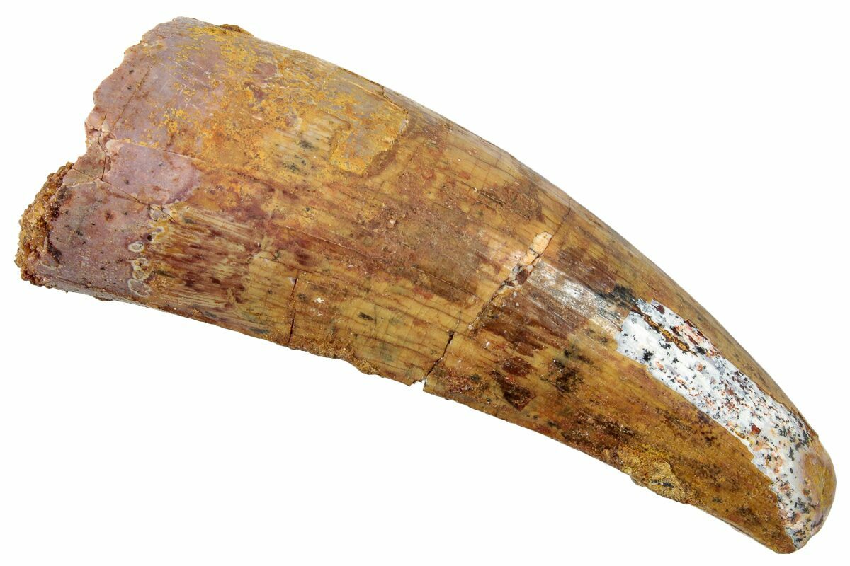 1.92" Cretaceous Fossil Crocodylomorph Tooth - Morocco (#250710) For ...