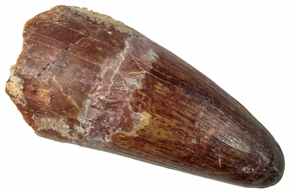 2.15" Cretaceous Fossil Crocodylomorph Tooth - Morocco (#250718) For ...