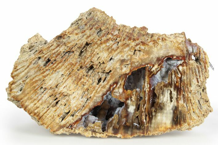 8.6" Agatized Fossil Coral Geode - Florida (#250949) For Sale ...