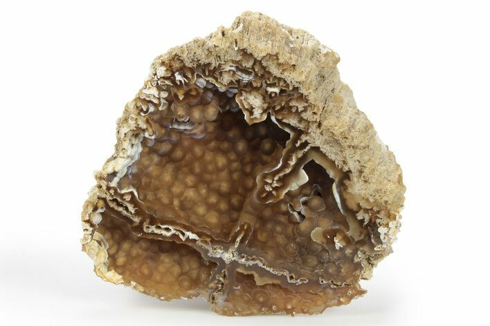 4.5" Agatized Fossil Coral Geode - Florida (#250942) For Sale ...