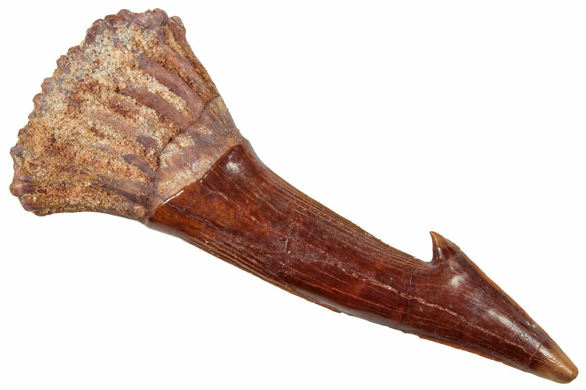 2.8" Fossil Sawfish (Onchopristis) Rostral Barb - Morocco (#250852) For ...