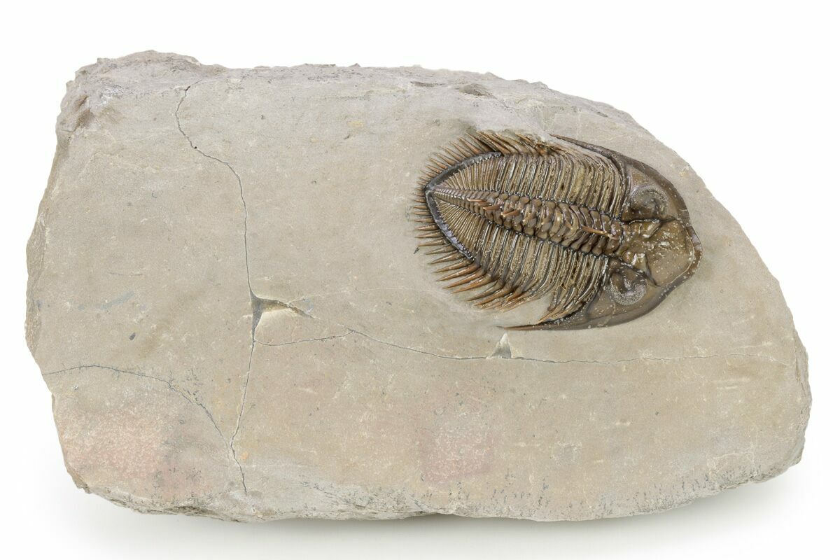 1.7" Amazing, Tower Eyed Erbenochile Trilobite - Morocco (#251165) For ...