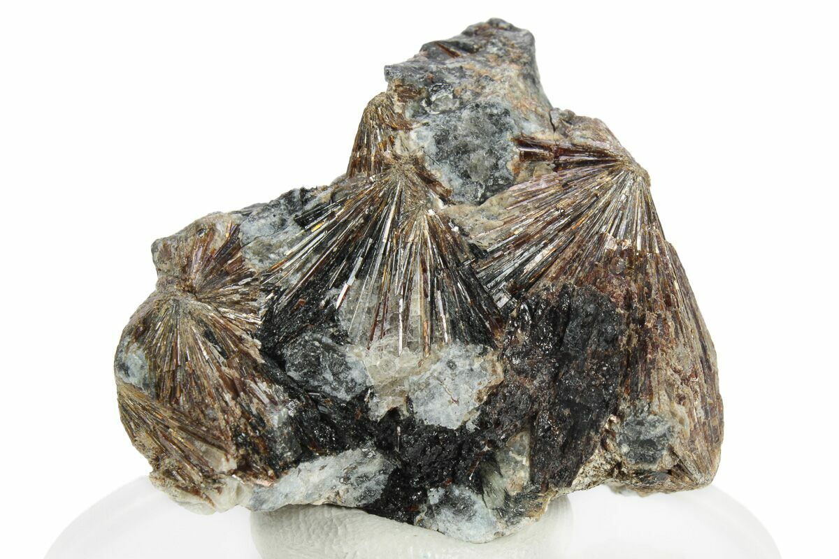 1.65" Lamprophyllite Crystal Aggregations in Matrix - Russia (#251095 ...