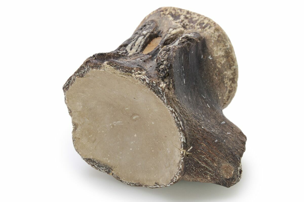 1.95" Fossil Mosasaur (Clidastes) Vertebra - Texas (#251253) For Sale ...